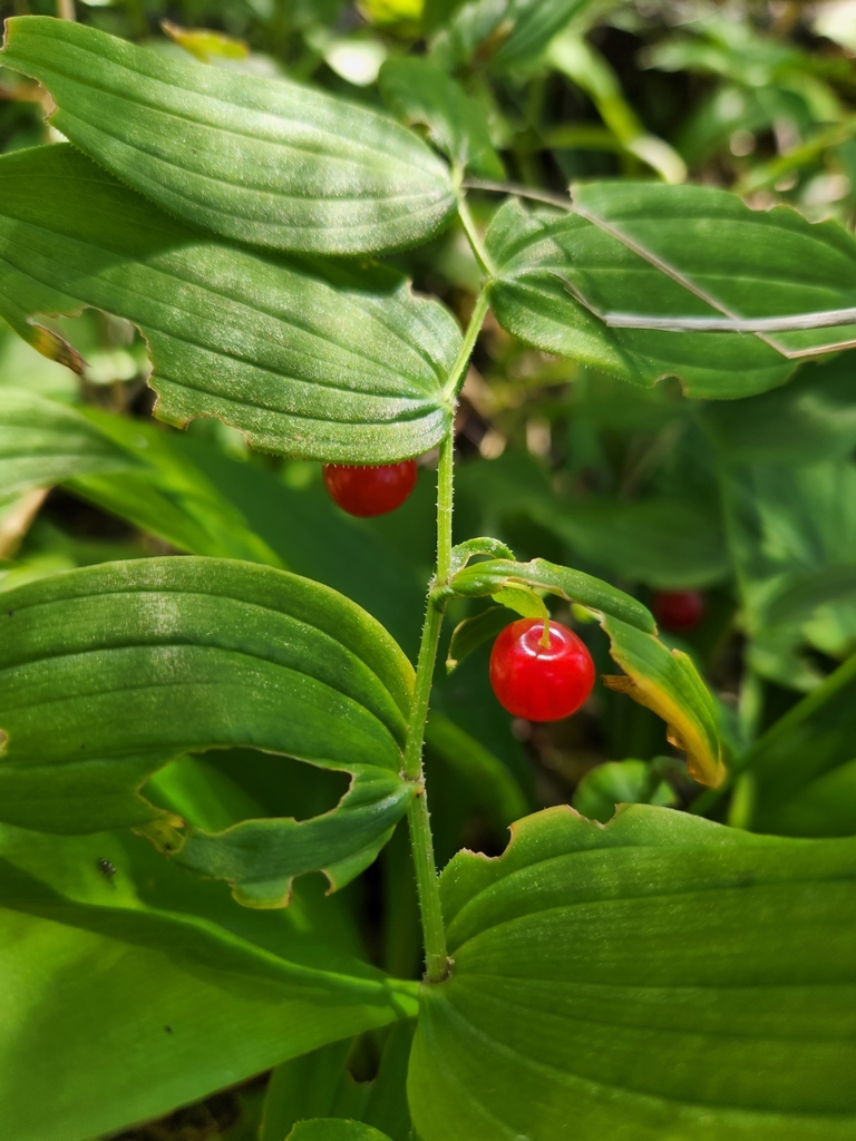 rose twisted-stalk from Russell, WI, USA on August 01, 2022 at 01:55 PM ...