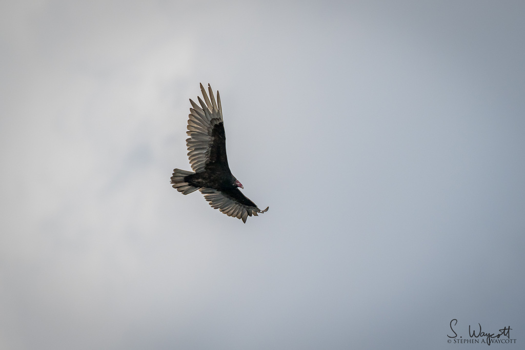 Turkey Vulture from Kings County, NB, Canada on July 05, 2022 at 04:00 ...