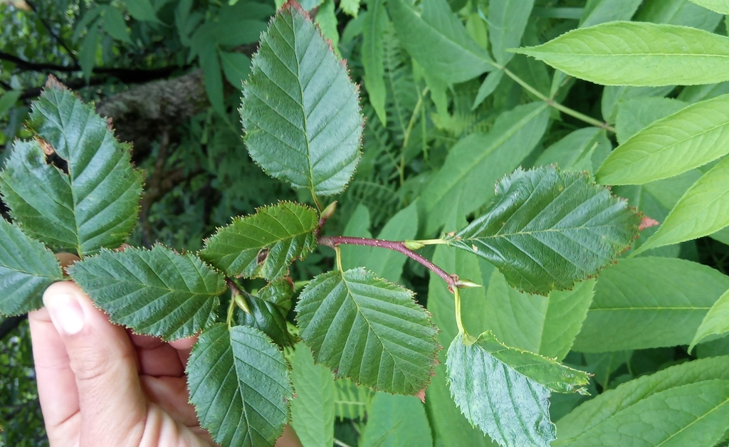 Red Alder from Valdez, Alaska, Stati Uniti on July 23, 2018 at 09:59 AM ...
