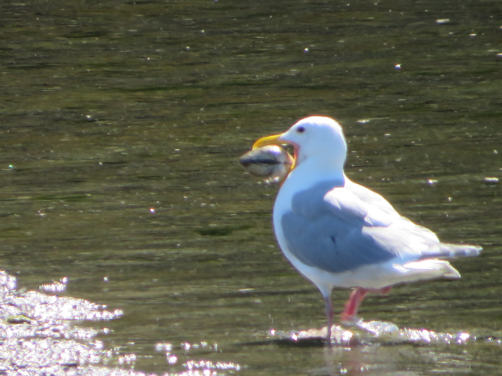 Glaucous-winged Gull from Capital, BC, Canada on July 31, 2022 at 10:14 ...