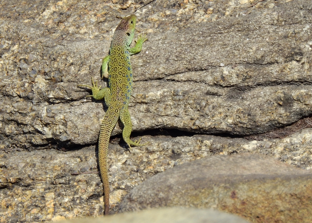 Ocellated lizard from Vale do Rossim, Manteigas, Portugal on August 1 ...