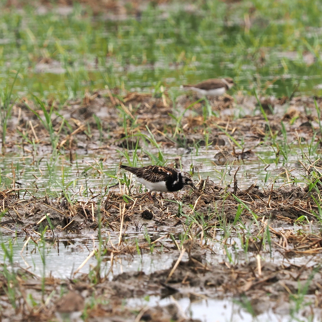 Ruddy Turnstone from 台灣台南市 on August 01, 2022 at 02:57 PM by Kuan-Chieh ...