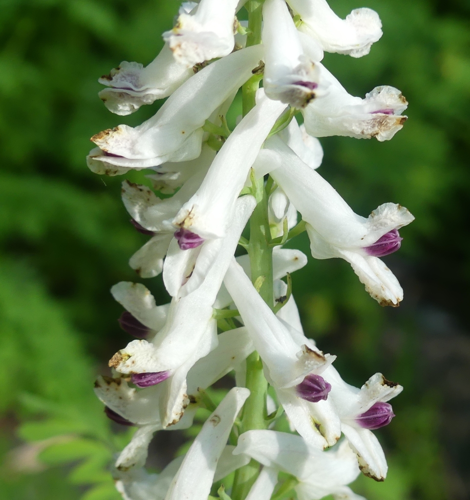 Fitweed from Gunnison, CO 81230, USA on July 10, 2022 at 07:37 AM by ...