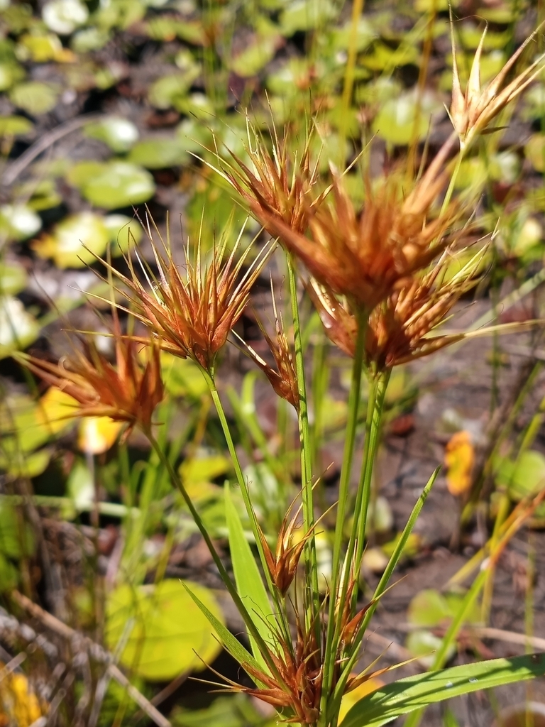 Tall Beakrush from Marion Station, MD 21838, USA on August 1, 2022 at ...
