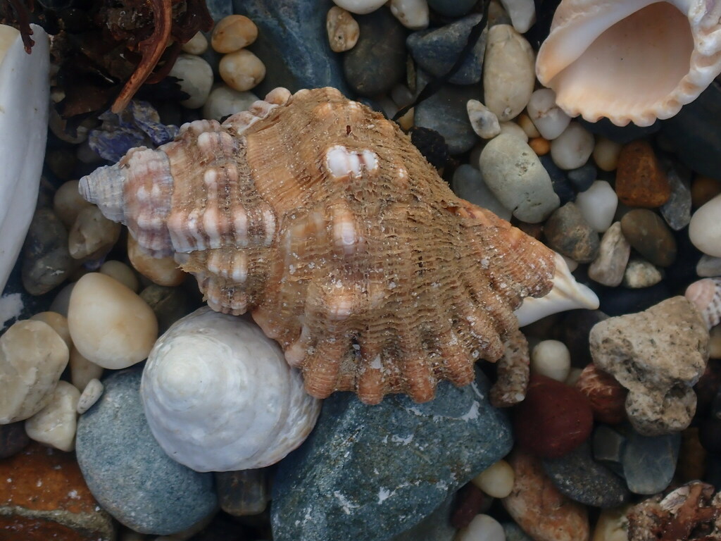 Spengler's Trumpet Snail from Barcoongere NSW 2460, Australia on August ...