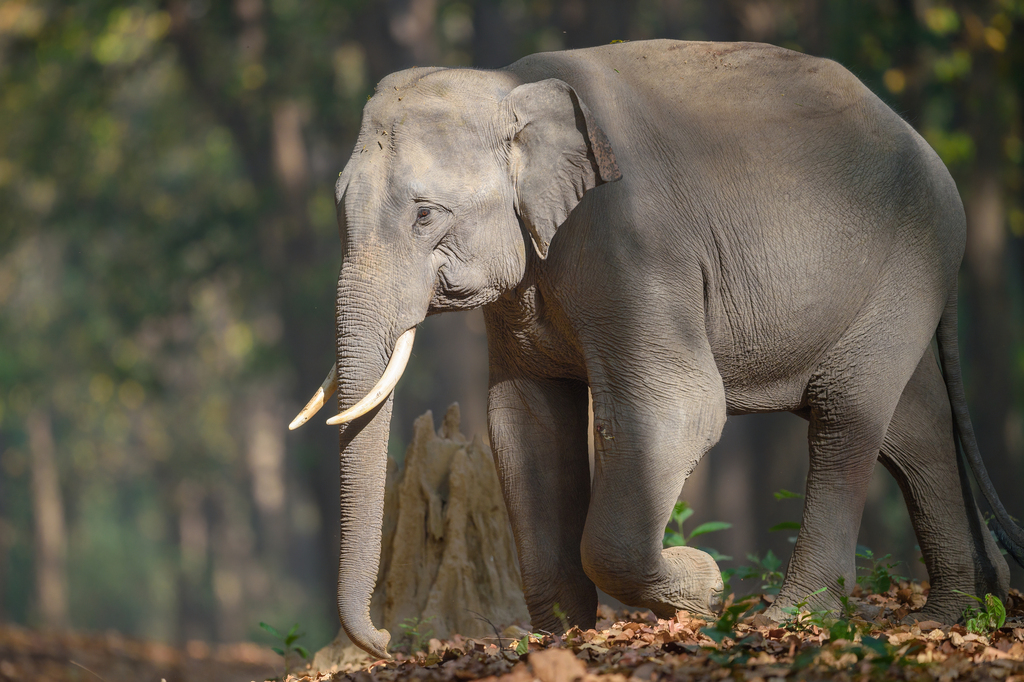 Indian Elephant (Elephas maximus indicus) - Know Your Mammals