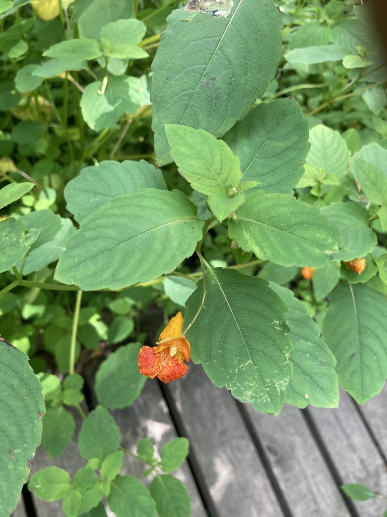 common jewelweed from Franklinville, NY, US on August 1, 2022 at 02:01 ...