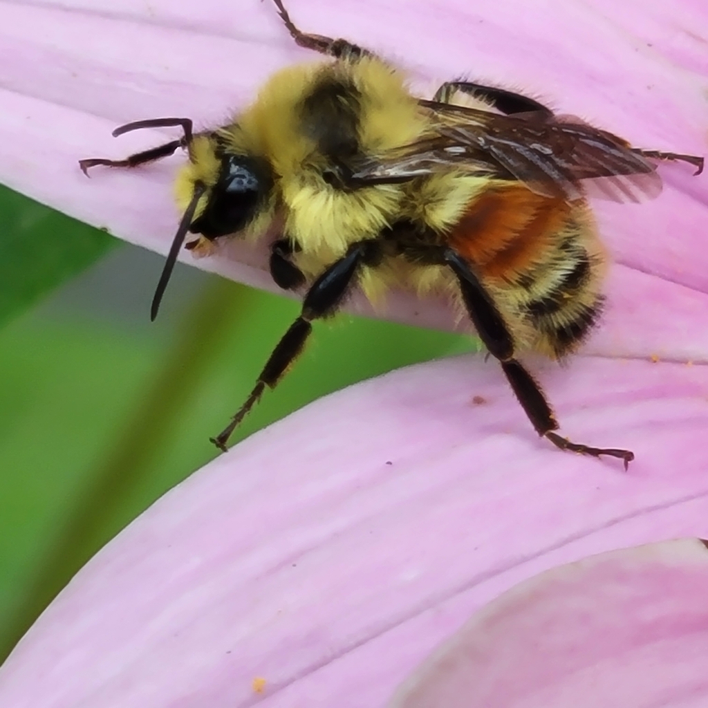 Hunt's Bumble Bee from Boise, ID 83706, USA on August 01, 2022 at 07:35 ...