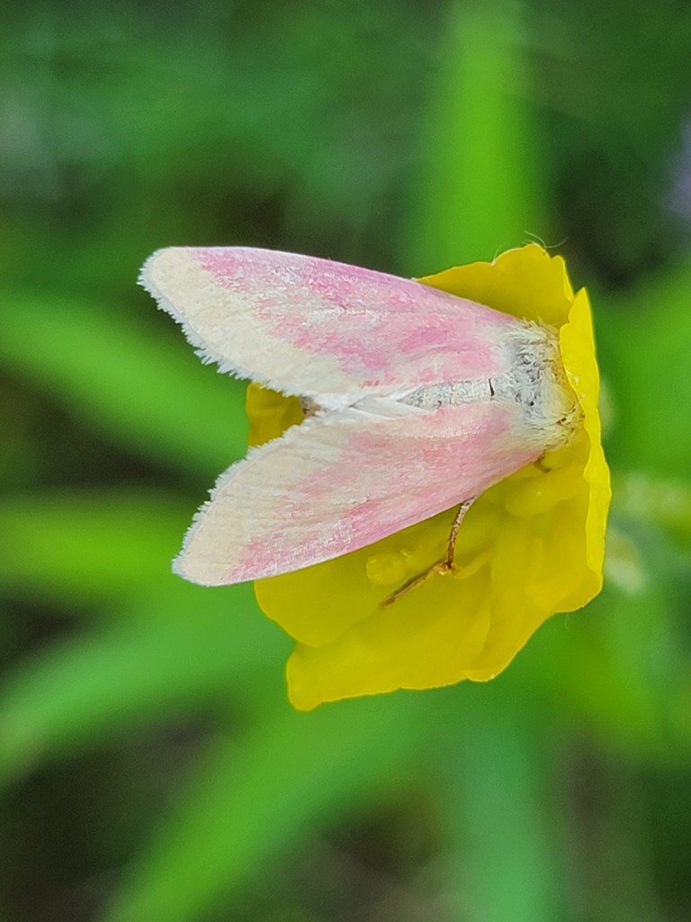 Primrose Moth from Northumberland County, ON, Canada on July 29, 2022 ...
