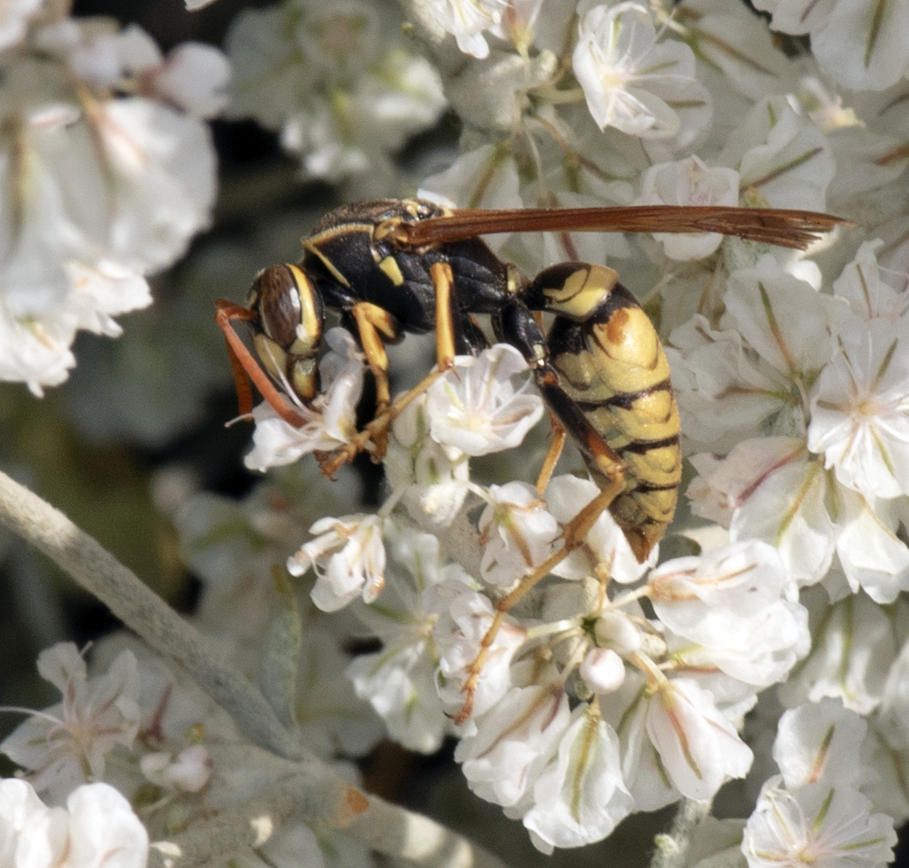 Golden Paper Wasp from Kennewick, WA, USA on September 19, 2021 at 04: ...