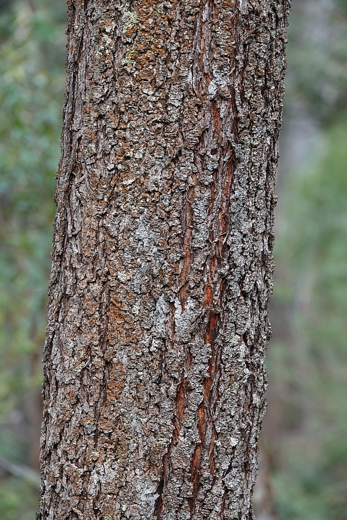 Large-leaf Hickory-wattle (Acacia falciformis) - Botanical Realm