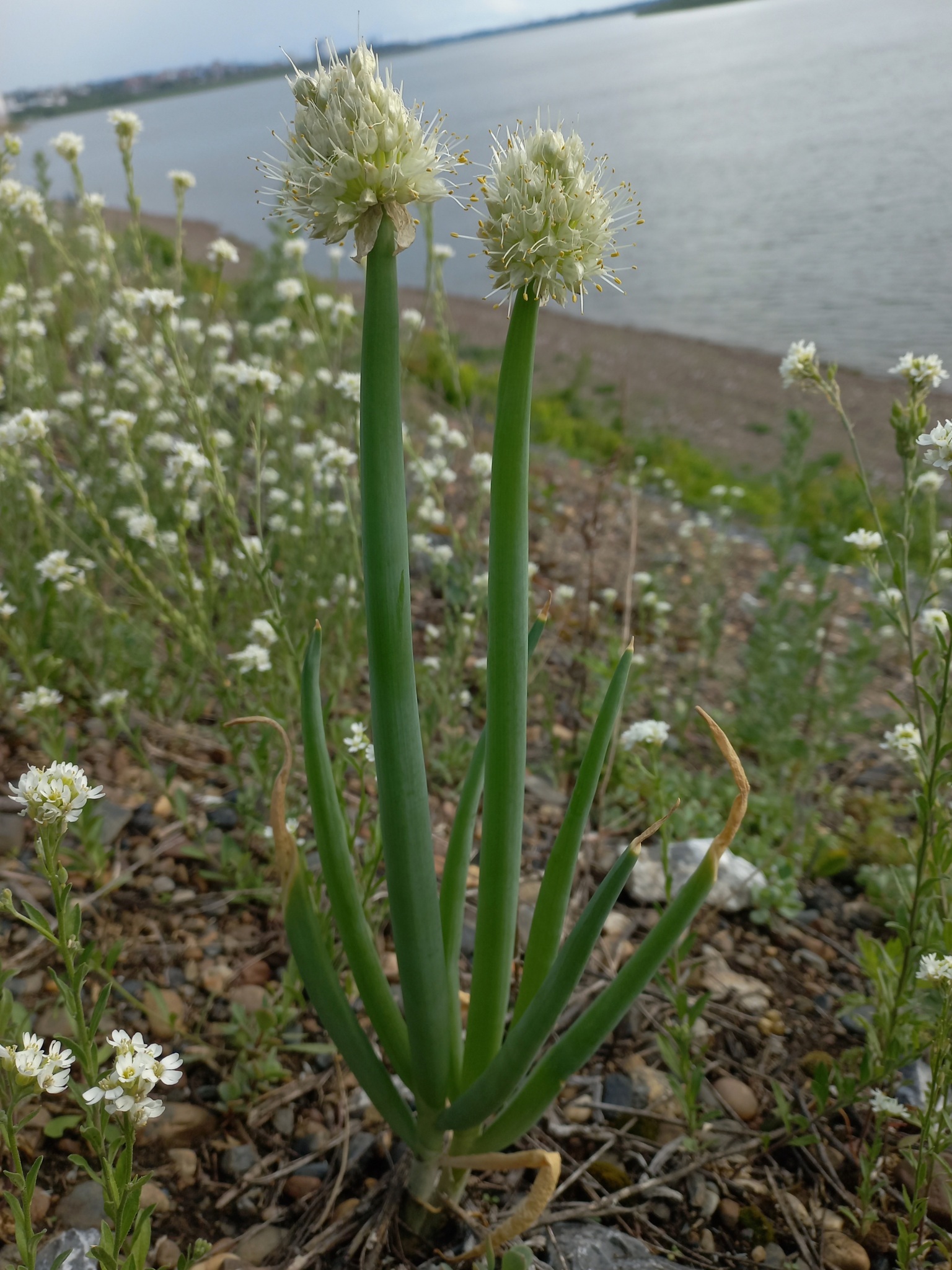Allium fistulosum L.
