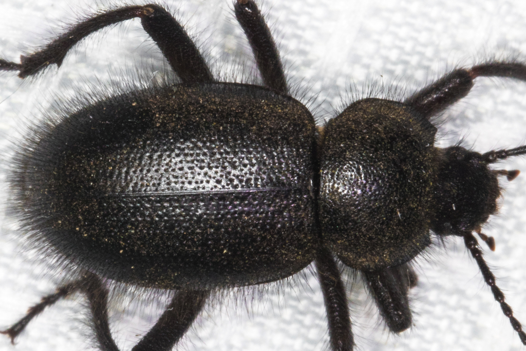 Eleodes nigropilosa from Wildwood Glen on July 21, 2018 at 09:29 PM by ...