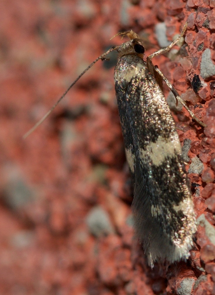 Scarce Obscure Moth from Crystal Bay - Lakeview Park - Britannia ...