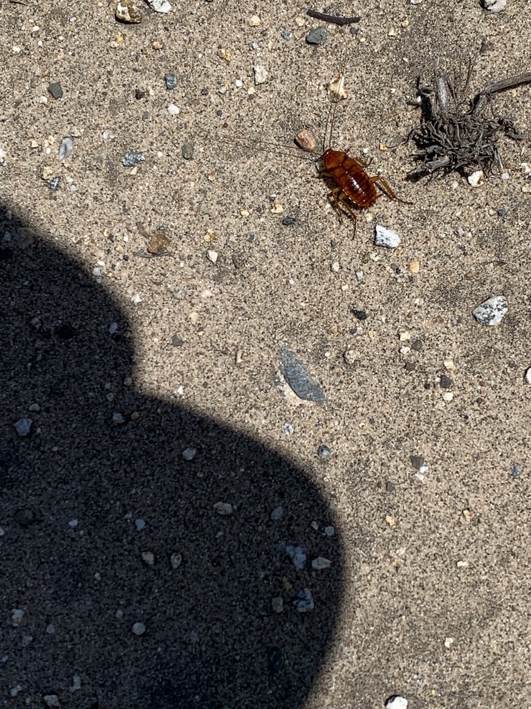American Cockroach from LAWA Dune Preserve (private) on April 15, 2022 ...