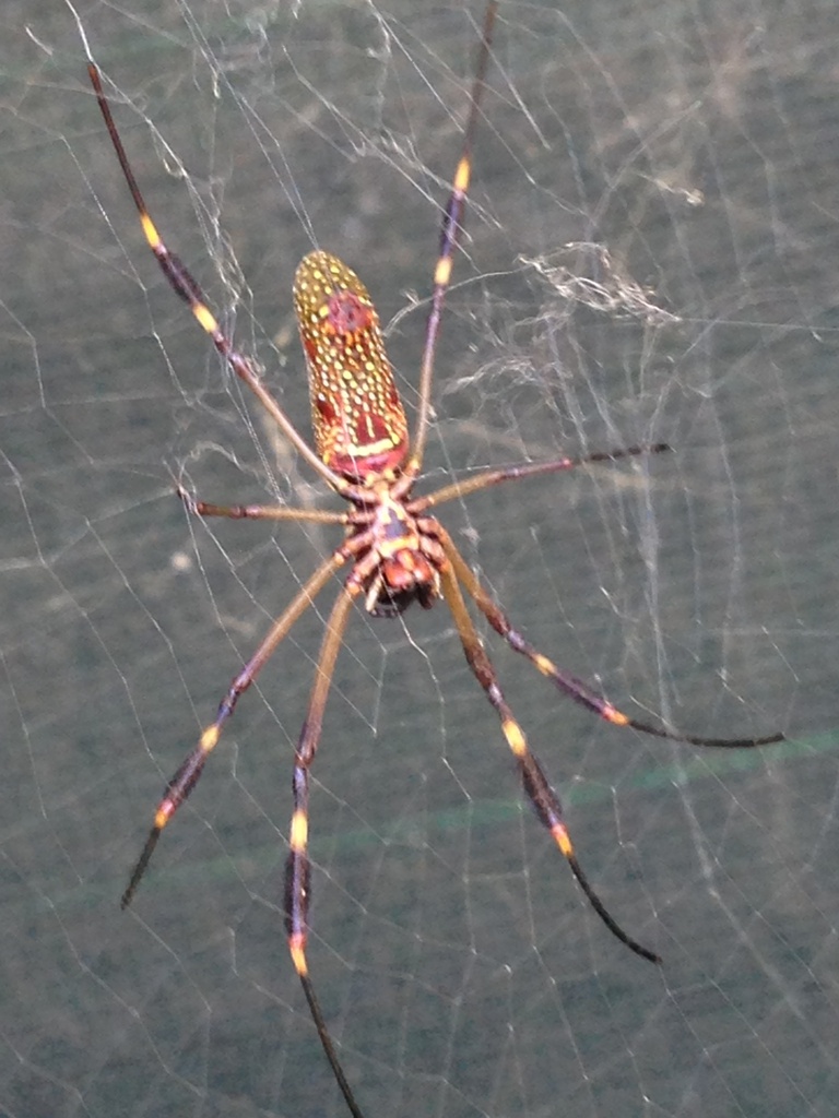 Golden Silk Spider from Pacific Ocean, Garabito, Puntarenas, CR on ...