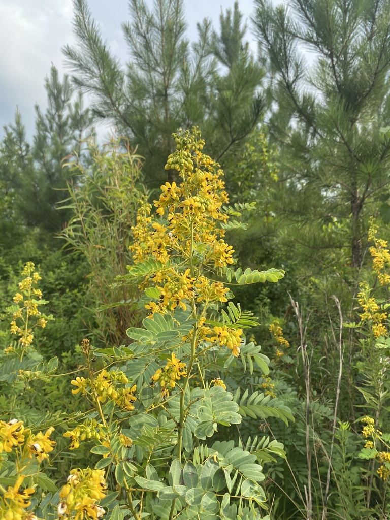 American senna from US-411, Centre, AL, US on July 30, 2022 at 05:21 PM ...