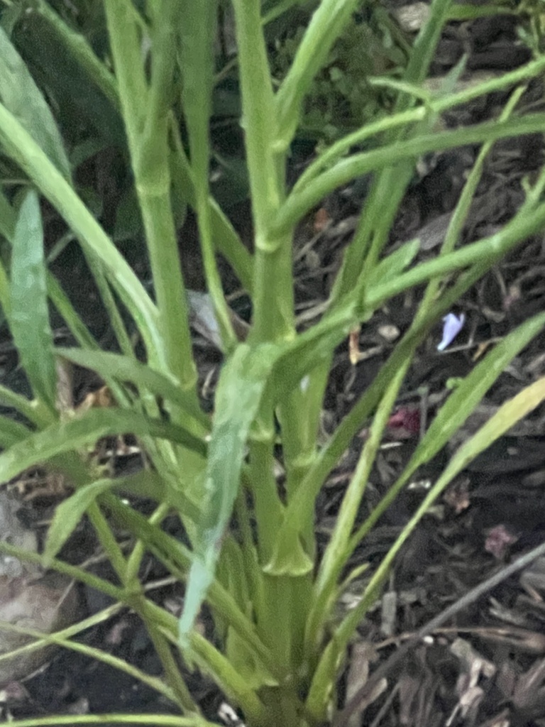 Marsh Rattlesnake Master (Eryngium aquaticum) - Botanical Realm