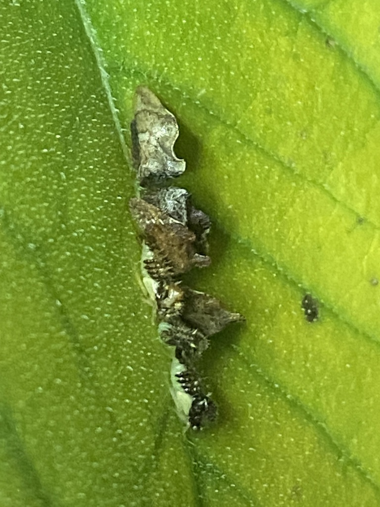 Keeled Treehopper from School St, Orleans, VT, US on August 1, 2022 at ...