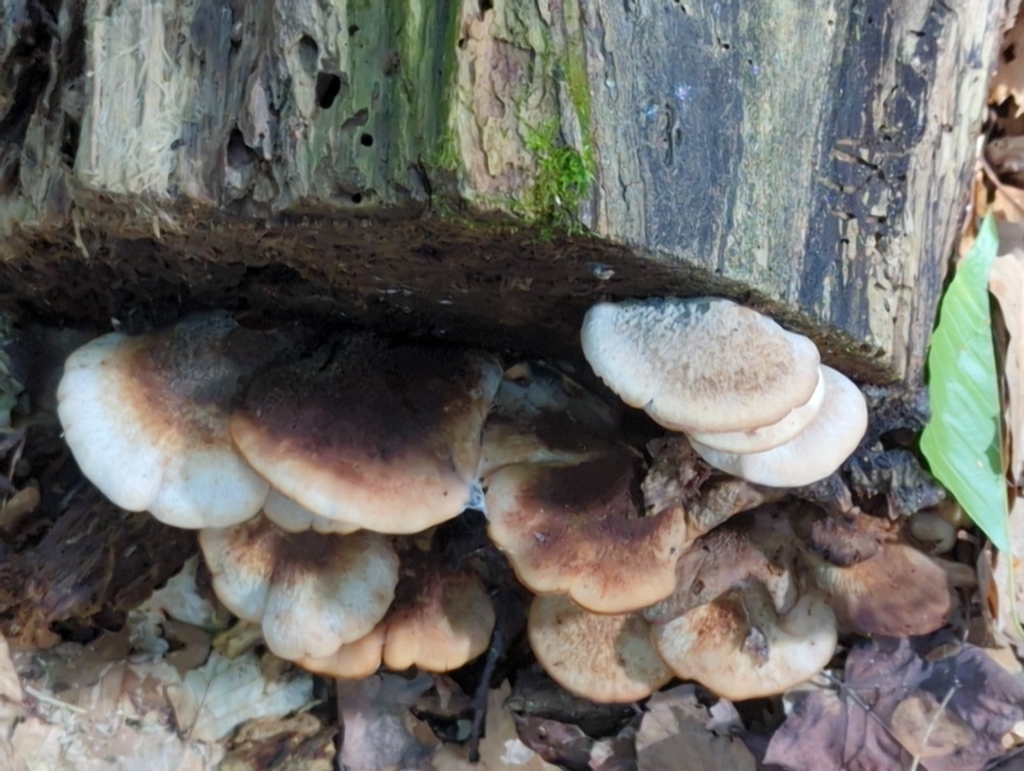bear lentinus from Franklin County, US-NY, US on August 1, 2022 at 04: ...