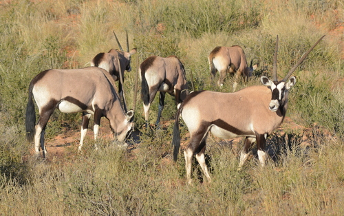 Ghanzi Check List · iNaturalist
