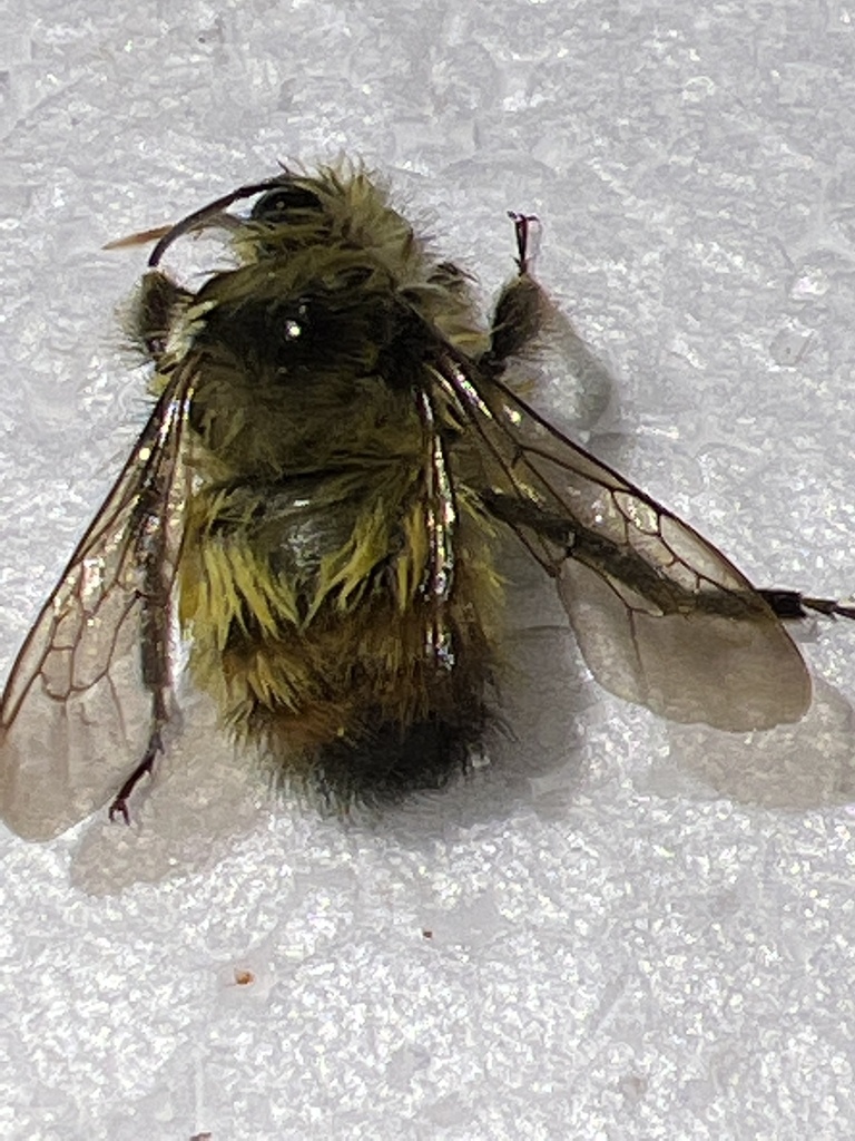 Yellow-Fronted Bumble Bee from Vancouver Island, Campbell River, BC, CA ...