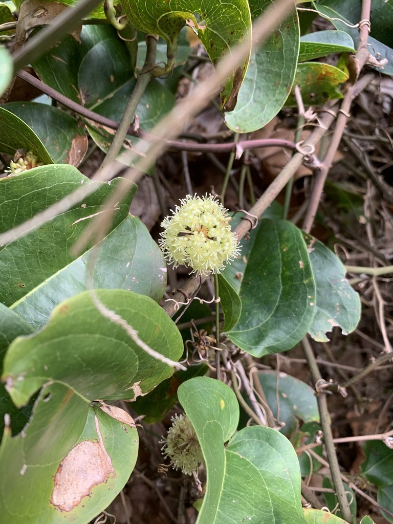 Austral Sarsaparilla from Hat Head National Park, Hat Head, NSW, AU on August 1, 2022 at 11:39 ...