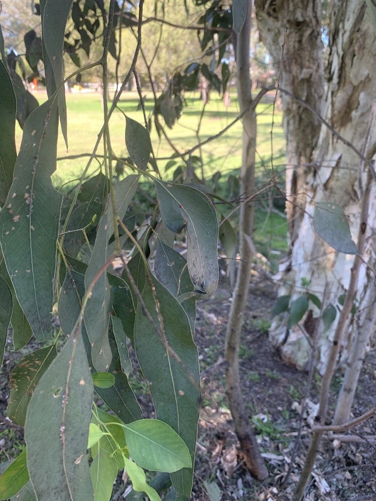 gum trees from Central Gardens Nature Reserve, Merrylands West, NSW, AU ...