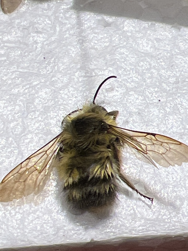 Pyrobombus from Vancouver Island, Campbell River, BC, CA on August 01 ...