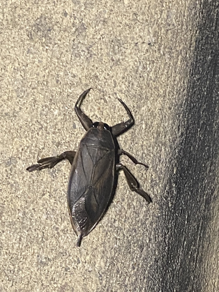 Eastern Toe-biter from White Dr, Tallahassee, FL, US on July 12, 2022 ...