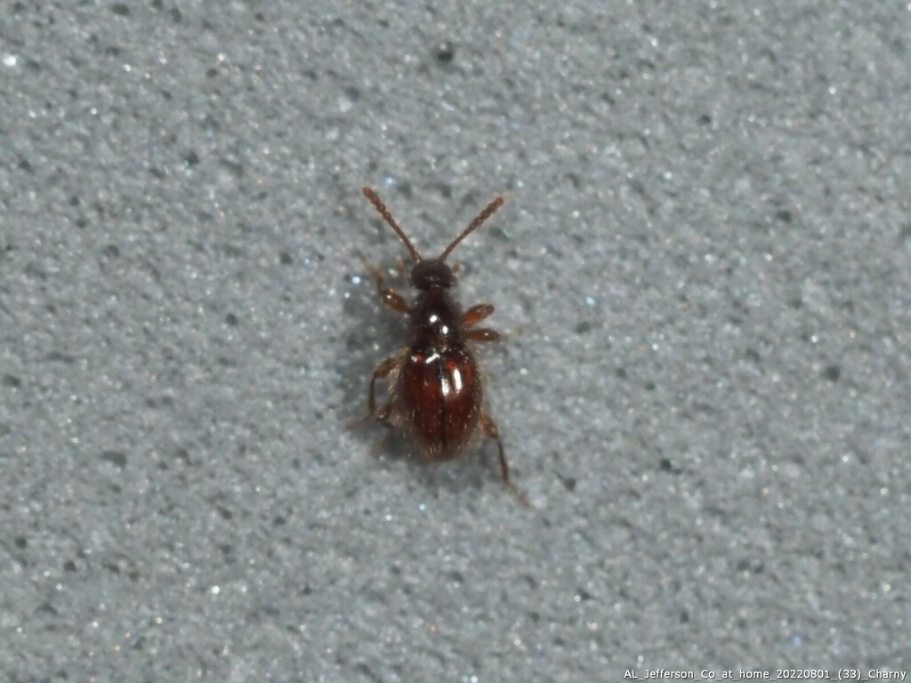 Ant-like Stone Beetles from Old Rocky Ridge, Jefferson County, AL on ...