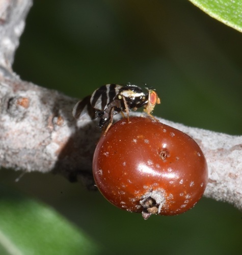 Rhagoletis bushi · iNaturalist