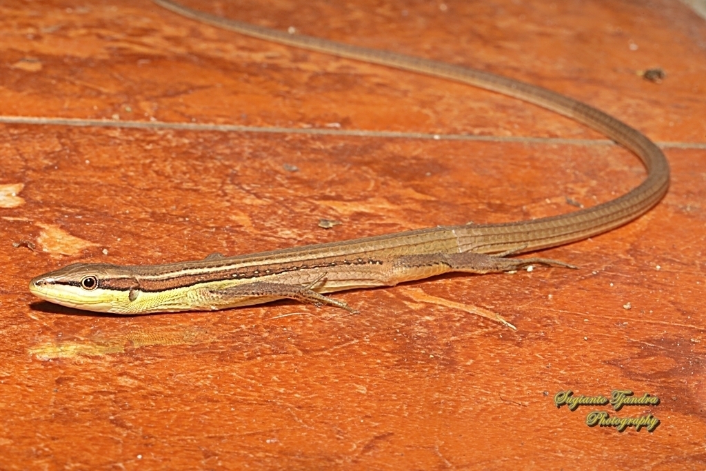Oriental Long-tailed Grass Lizard from Sukabumi Regency, West Java ...