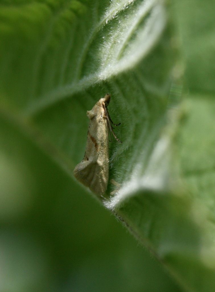 Smeathmann's Aethes Moth from Kodiak Island, AK, USA on June 25, 2022 ...