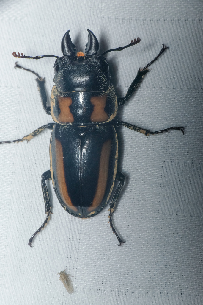 Prosopocoilus biplagiatus from Shui Long Wo, 水浪窩 on July 31, 2022 at 07 ...