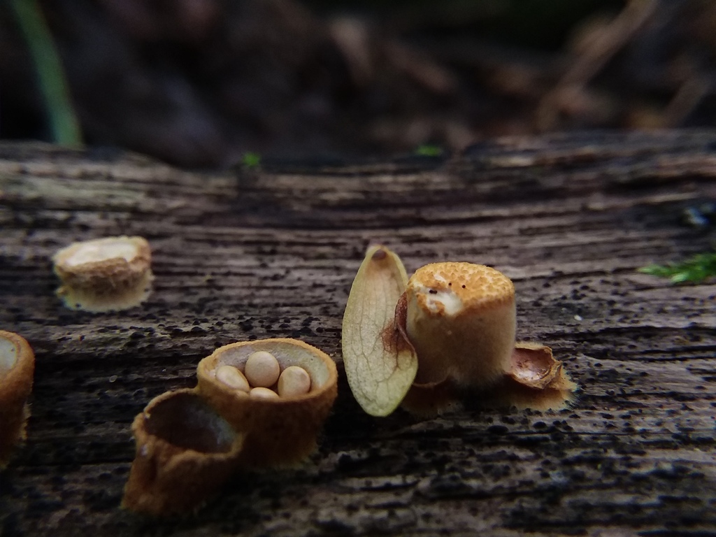 Crucibulum from Westmoreland County, PA, USA on July 30, 2022 at 03:24 ...