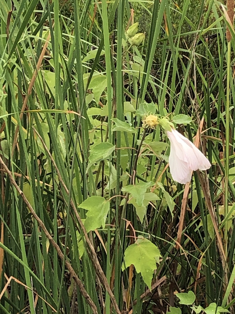Swamp Rosemallow from Grass Island, Gulf Shores, AL, US on August 1 ...