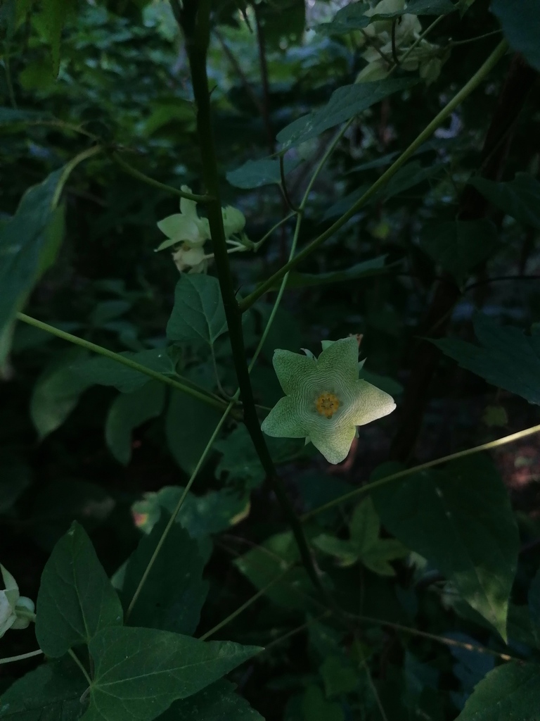 Dictyanthus hamatus from Santa María Huatulco, Oax., México on August 1 ...