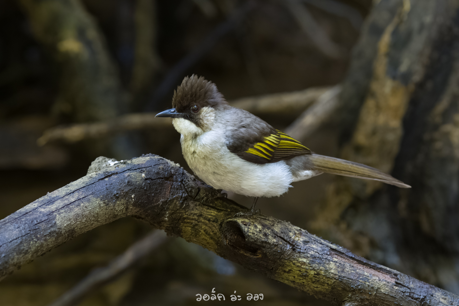 Hemixos flavala Blyth, 1845