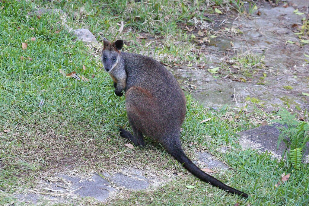Swamp Wallaby from Sydney NSW, Australia on August 2, 2022 at 07:42 AM ...