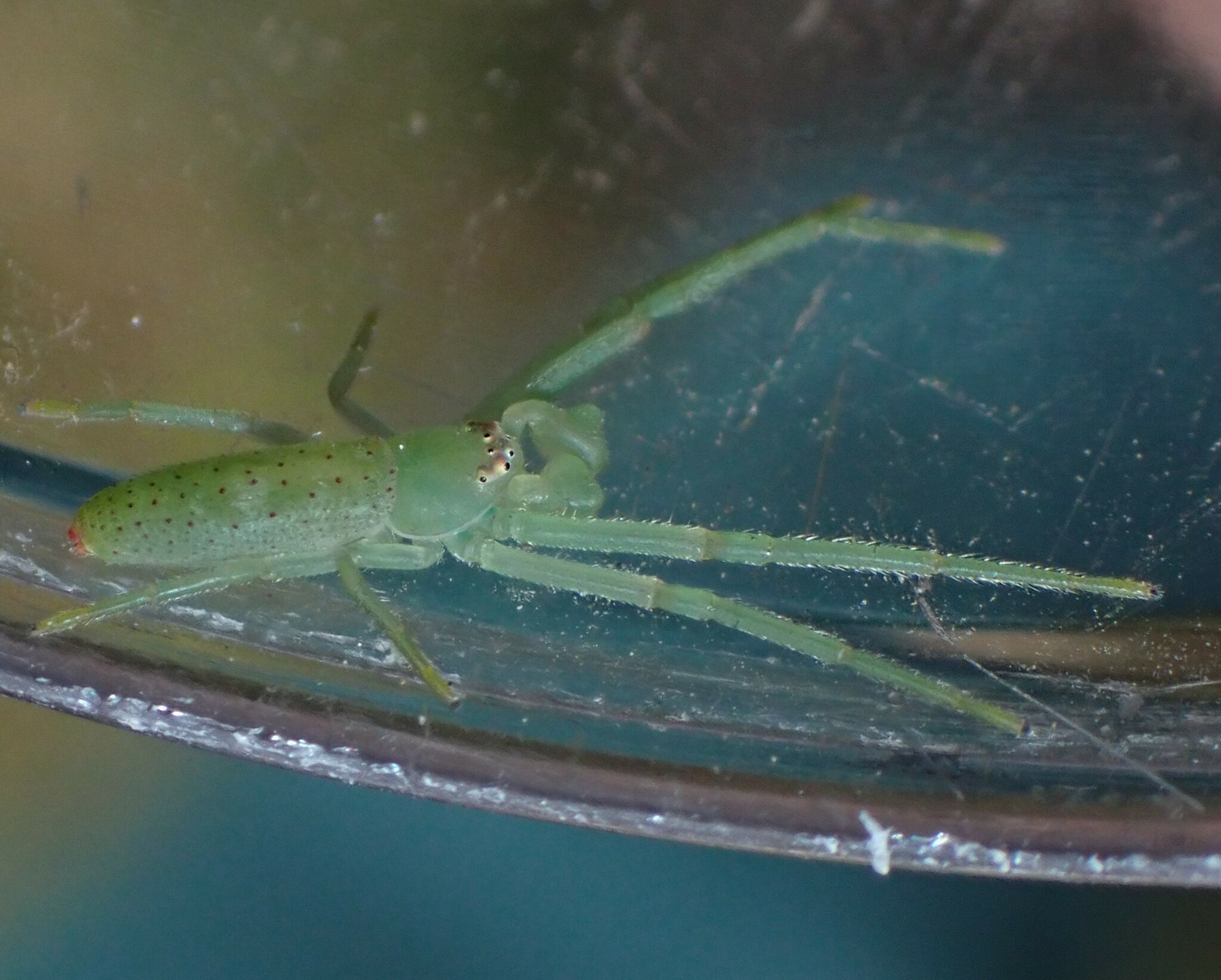 Cetratus rubropunctatus (Rainbow, 1920)