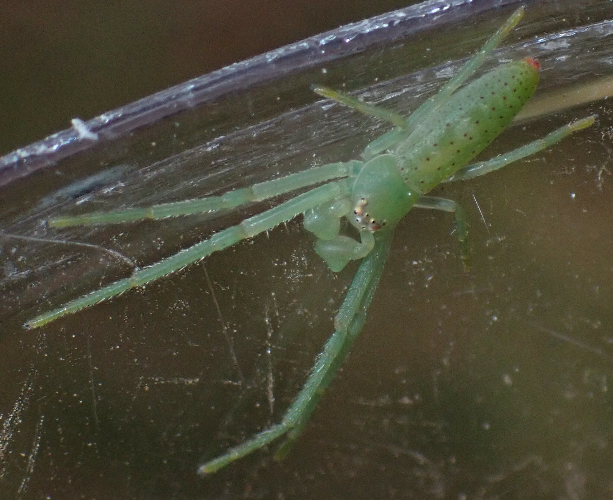 Cetratus rubropunctatus (Rainbow, 1920)