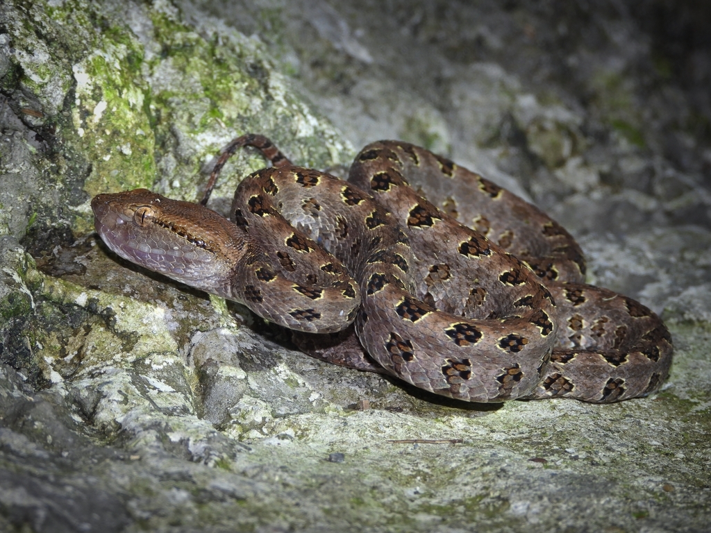 Brown spotted pitviper from Leshan, CN-SC, CN on July 25, 2022 at 10:24 ...