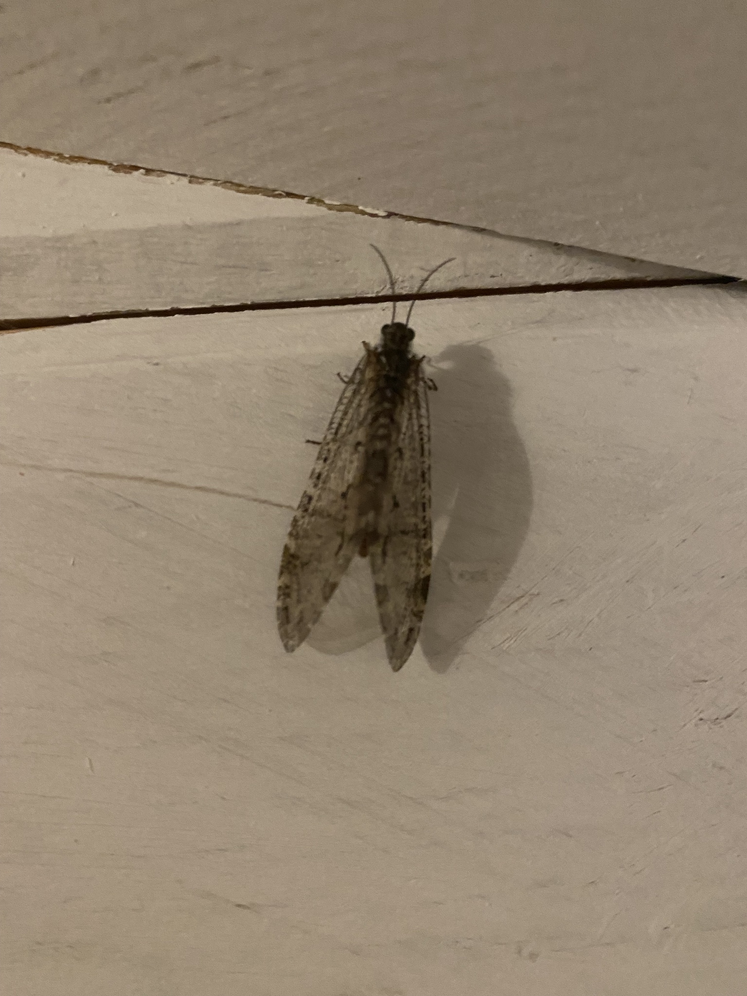 Polystoechotes punctata (Fabricius, 1793)