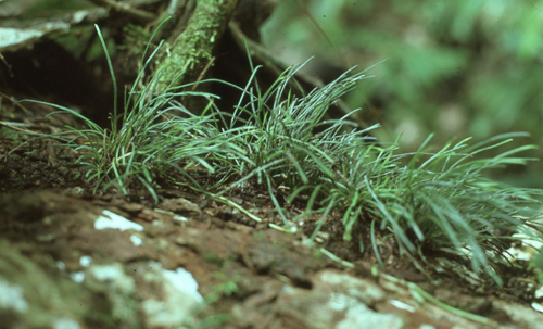 Haplopteris hirta · iNaturalist