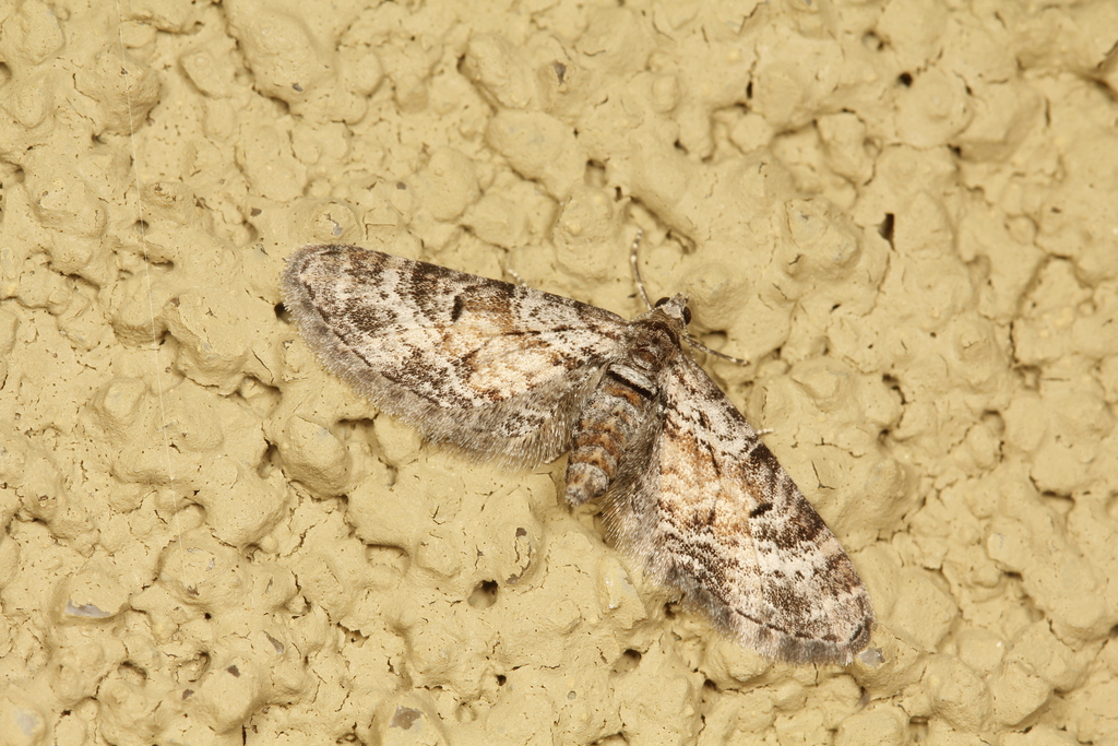 Pug Moths from Douglas County, CO, USA on July 17, 2021 at 11:17 PM by ...