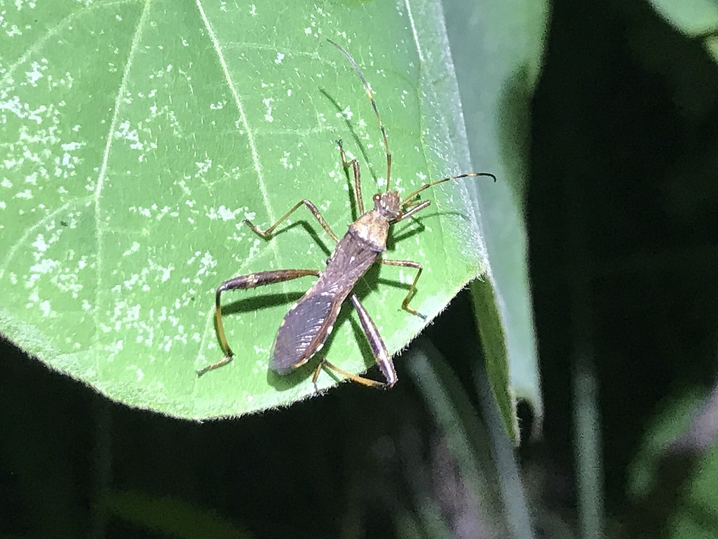 Riptortus pedestris from 樽味1丁目, 松山市, 愛媛県, JP on July 25, 2022 at 10:48 ...