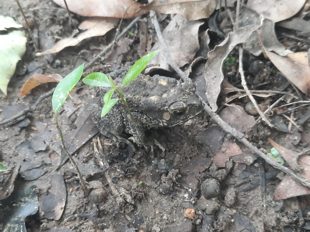 Asian Common Toad from Hong Kong, Tai Po Kau, 瞭望里 on July 31, 2022 at ...