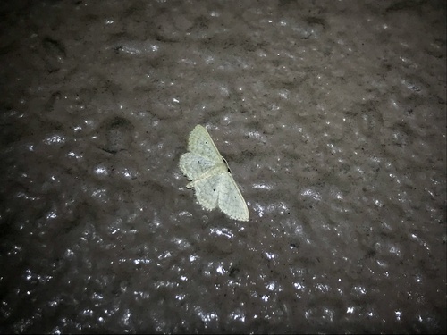 Scopula asthena · iNaturalist
