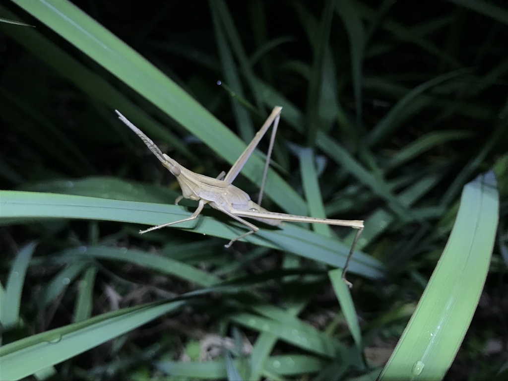 Oriental Longheaded Locust from 樽味1丁目, 松山市, 愛媛県, JP on July 27, 2022 at ...